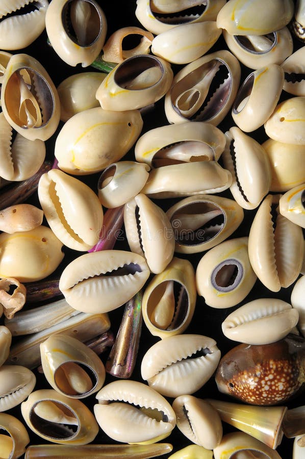 Sea Shell stock image. Image of decoration, isolated - 36746317