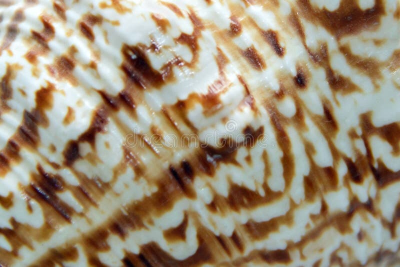 Sea shell texture stock photo. Image of shell, speckled - 95349406