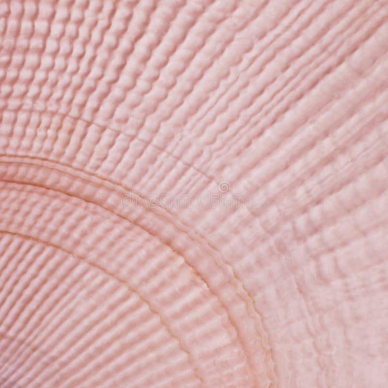 Sea shell texture stock image. Image of abstract, rough - 39886375