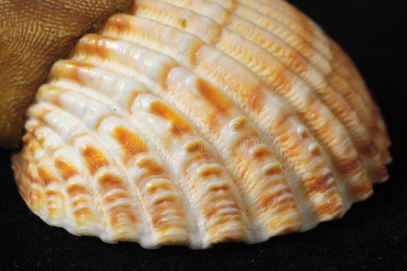 Sea Shell stock photo. Image of object, limestone, case - 35083462