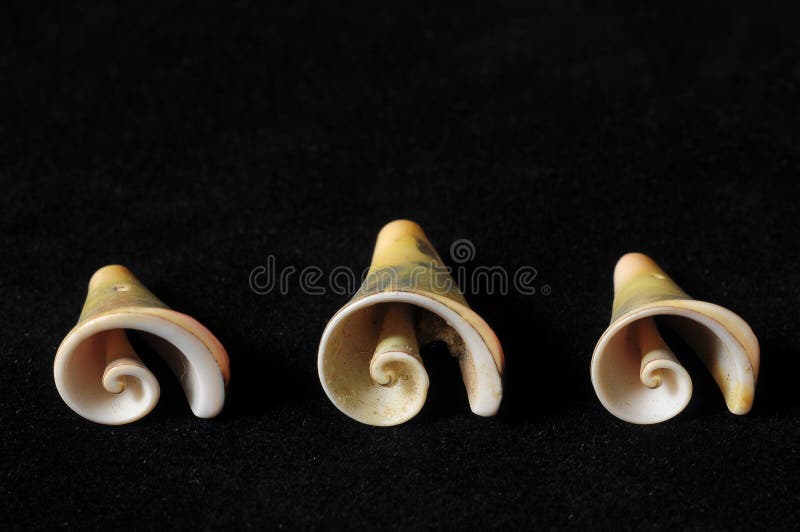 Limestone Sea Shell stock image. Image of animal, design - 34798517