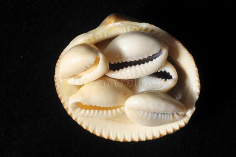 Sea Shell stock photo. Image of seafood, mollusk, monetaria - 122775904