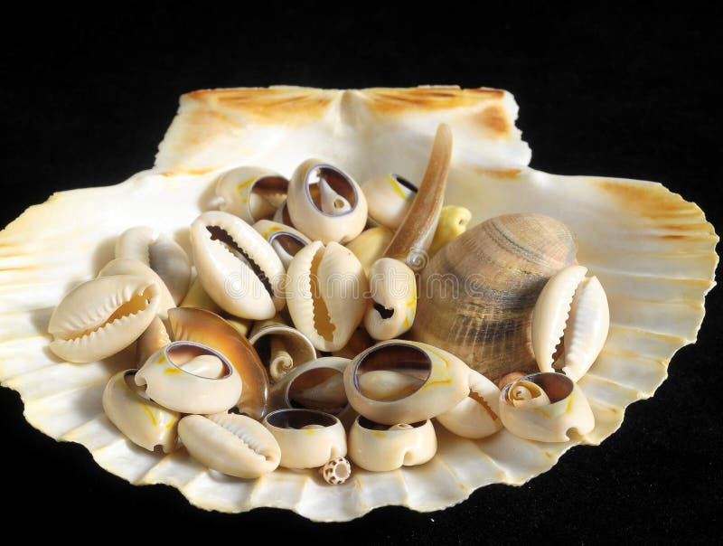 Sea Shell stock image. Image of limestone, crustacean - 246340053