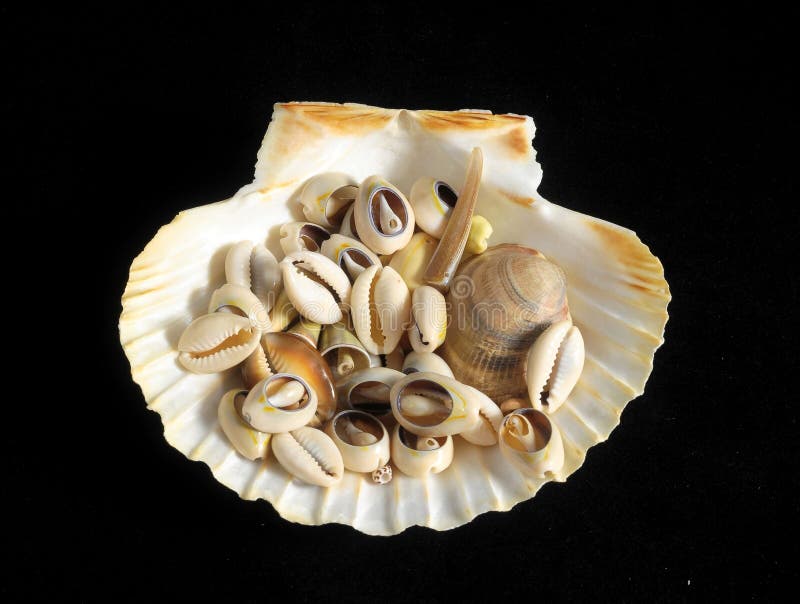 Sea Shell stock image. Image of object, molluscan, fish - 321971351