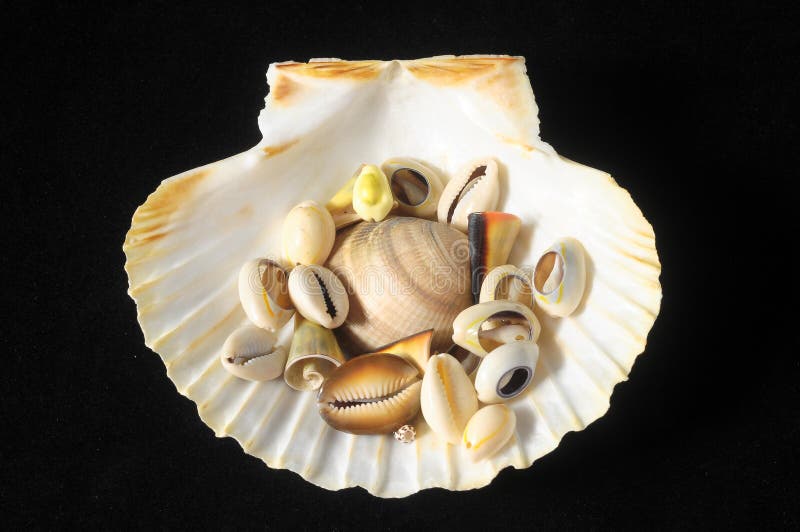 Limestone Sea Shell stock image. Image of surf, coast - 246938391