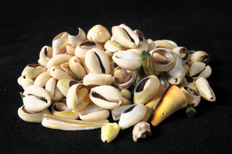 Limestone Sea Shell stock image. Image of surf, coast - 246938391