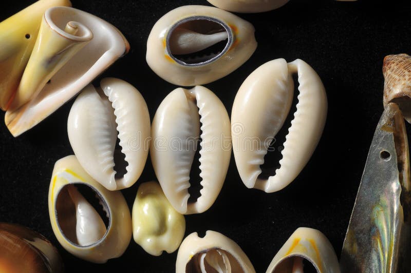 Sea Shell stock image. Image of hard, nature, seashell - 37008247