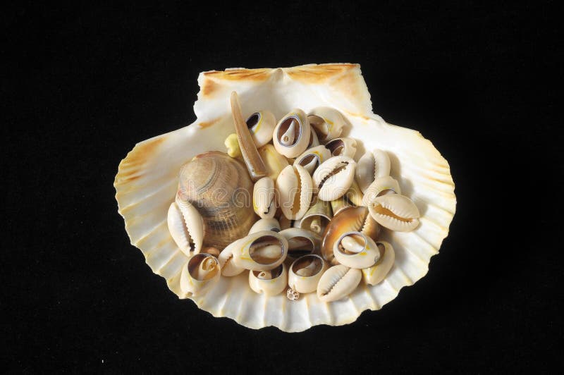 Sea Shell stock image. Image of hard, life, shape, inside - 37447885