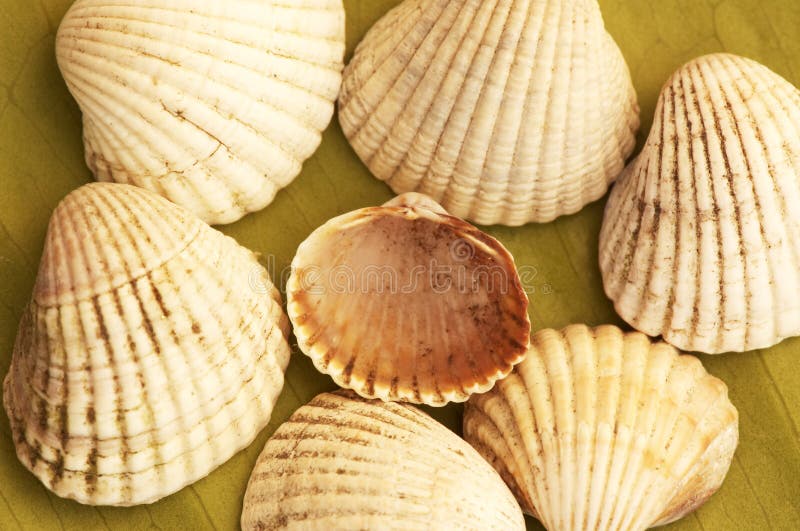 Ocean Theme stock image. Image of white, brown, theme - 8792295