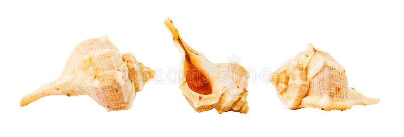Sea Shell from Three Different Angles Isolated Stock Photo - Image of ...