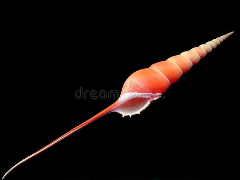 Sea shell Tibia Fusus stock image. Image of oceanic, fusus - 189099