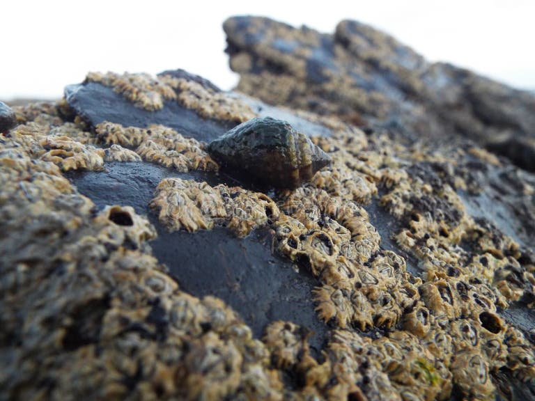 Sea Shell between Tiny Barnacles on Beach Rocks Stock Image - Image of ...
