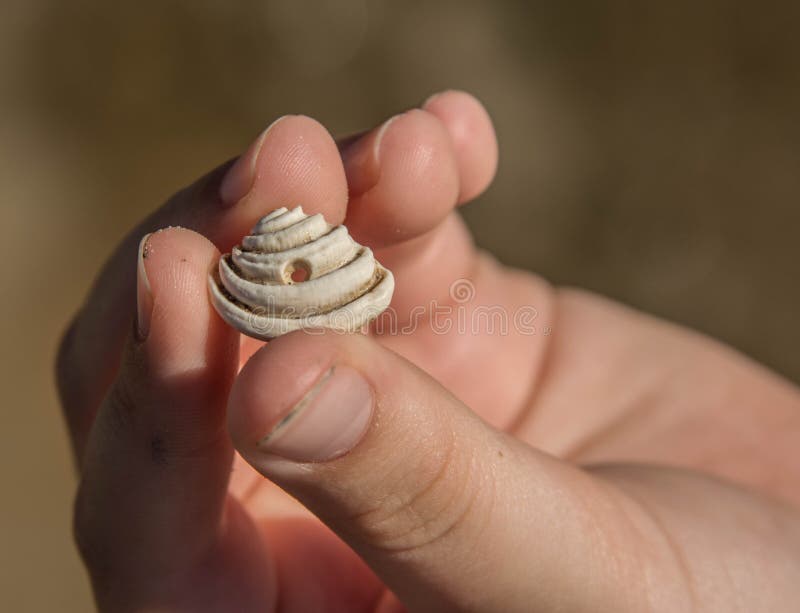 Sea Shell stock photo. Image of fingers, texture, shell - 62636968