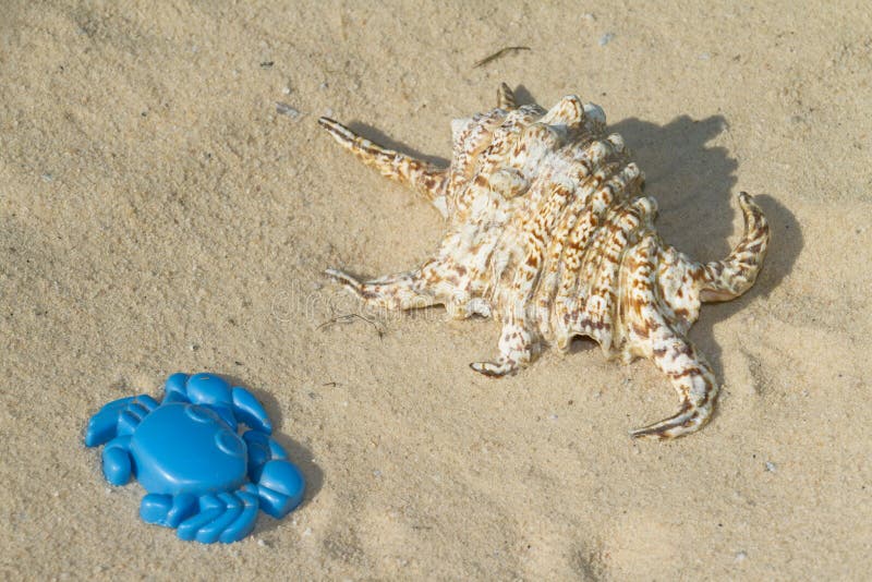 Sea shell and toy stock photo. Image of crab, nature - 14335558