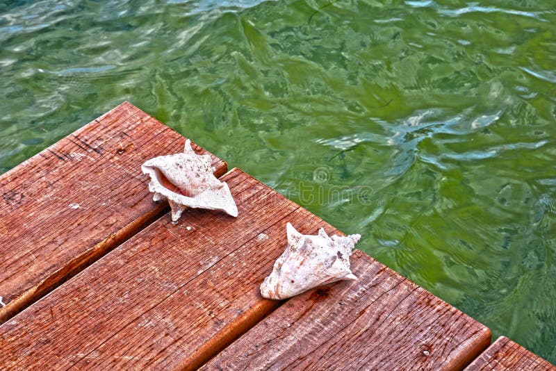 Sea Shell stock photo. Image of palm, tree, seasons, spring - 92599804