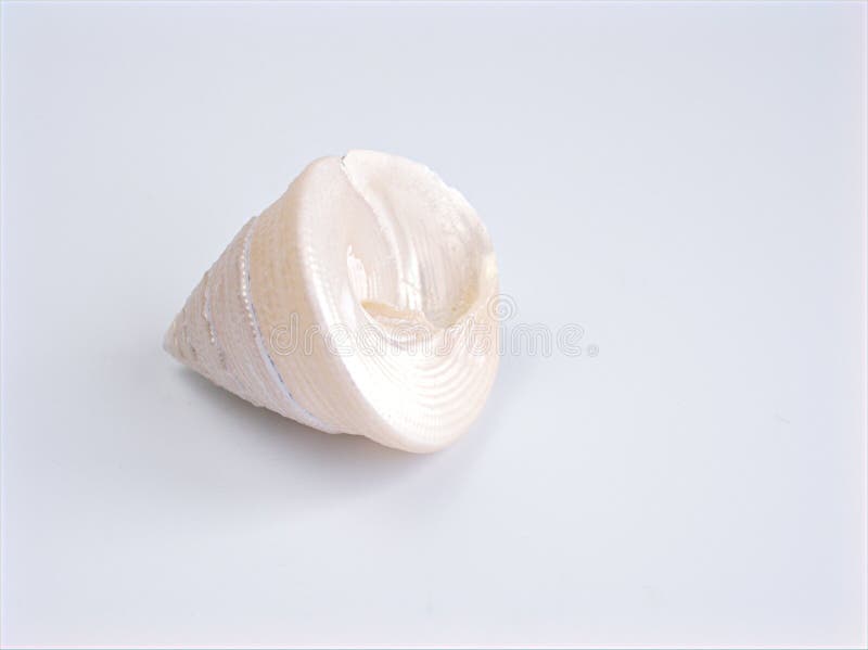 Clam Sketch Stock Photos - Free & Royalty-Free Stock Photos from Dreamstime