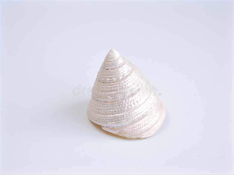 Clam Sketch Stock Photos - Free & Royalty-Free Stock Photos from Dreamstime