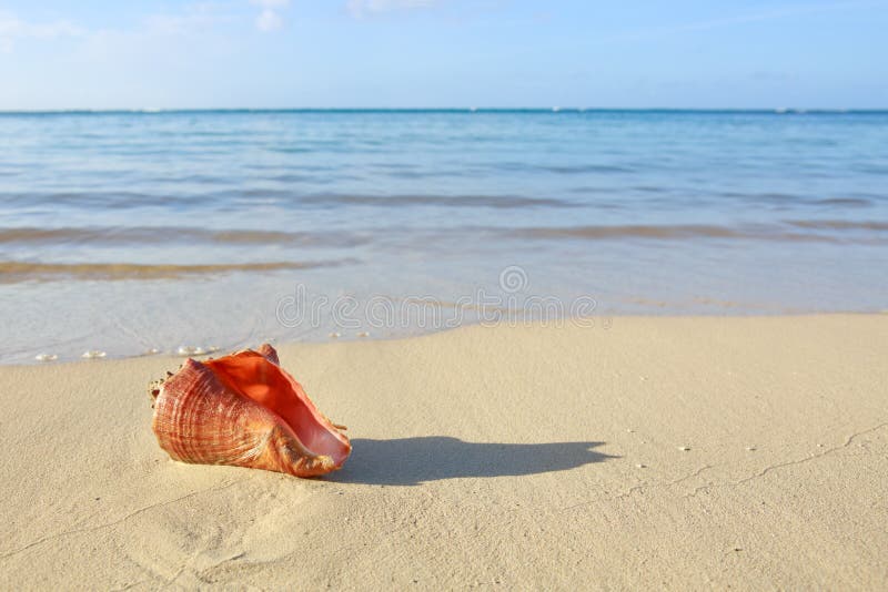 Sea Shell on Tropical Beach. Summer Sea Landscape. Stock Photo - Image ...