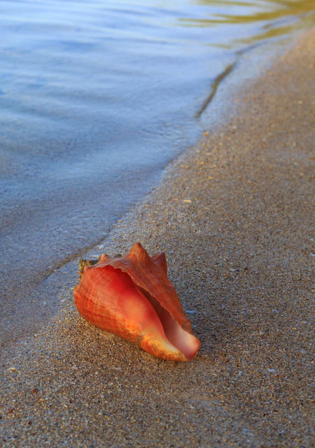 Sea Shell on Tropical Beach. Summer Sea Landscape. Stock Photo - Image ...