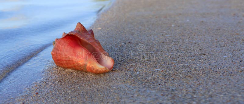 Sea Shell on Tropical Beach. Summer Sea Landscape. Stock Image - Image ...
