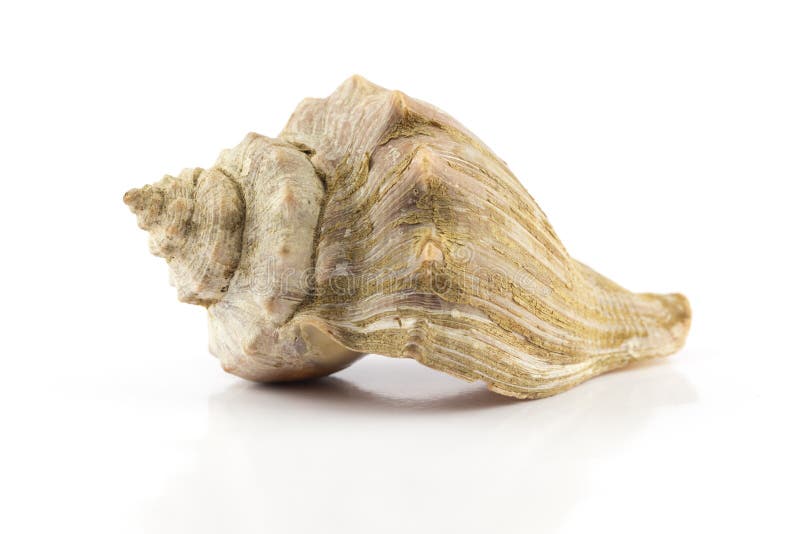 Sea shell, Turbinella. stock photo. Image of crustacean - 79147130