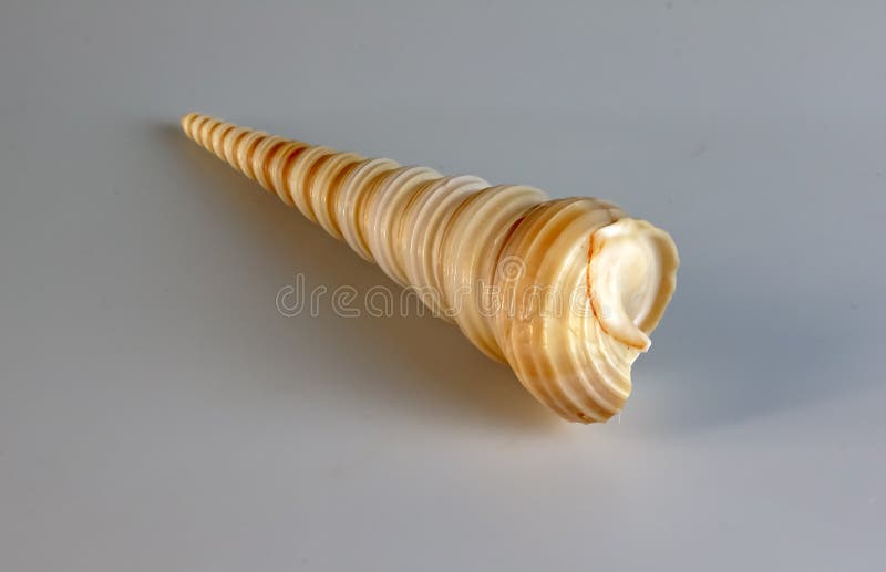 Sea Shell Turritella Communis on a White Background Stock Photo - Image ...
