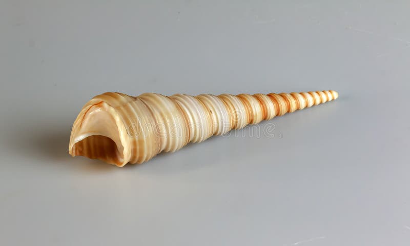 Sea Shell Turritella Communis on a White Background Stock Photo - Image ...