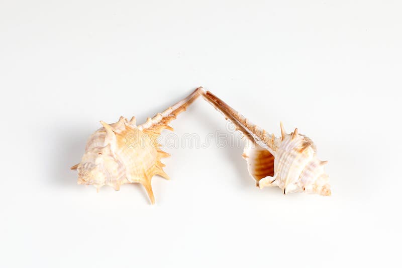 Sea Shell variety stock image. Image of seashells, shell - 85588143