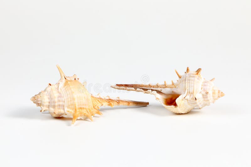 Sea Shell variety stock image. Image of nature, wildlife - 85588151