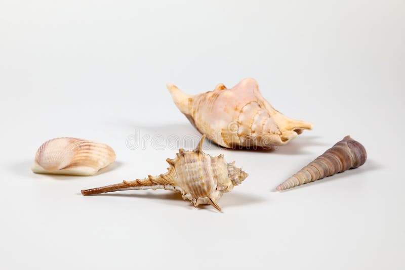Sea Shell variety stock photo. Image of shells, scallop - 85879106