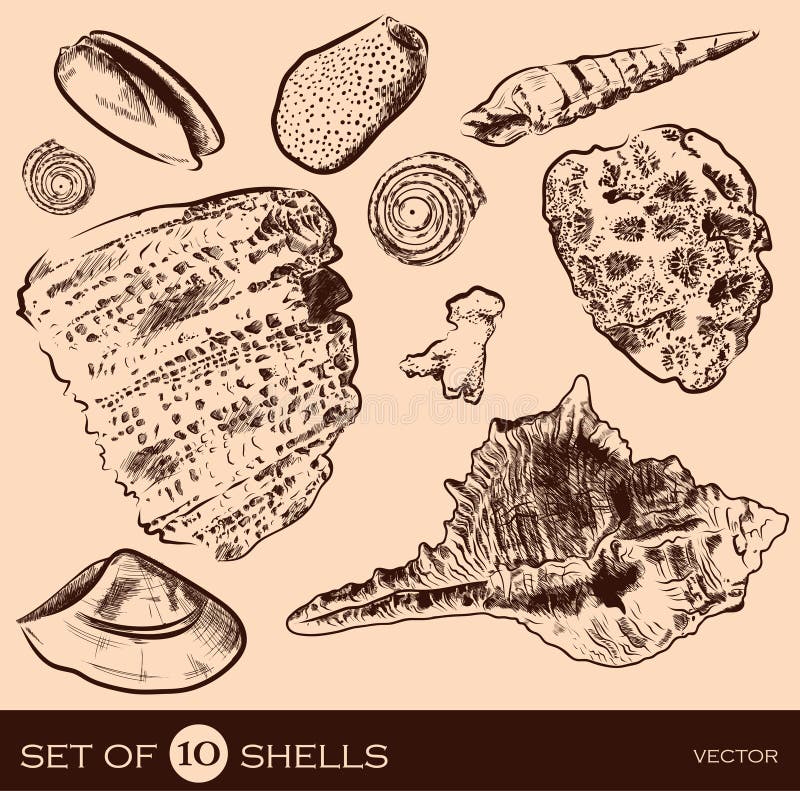 Sea Shell Vector Collection. Original Hand Drawn Stock Vector ...