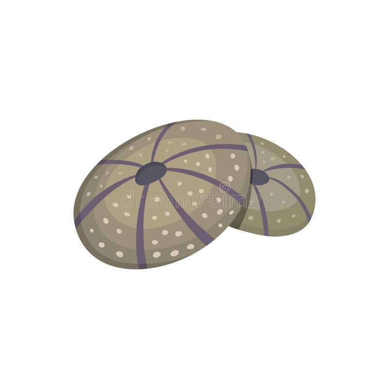 Sea Shell Vector Icons in Cartoon Style. Set of Mollusc. Ocean ...