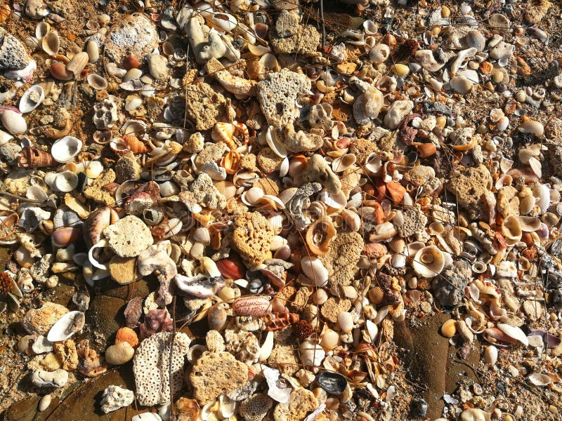Common Tower Shell (Turritella Communis) Stock Photo - Image of ocean ...