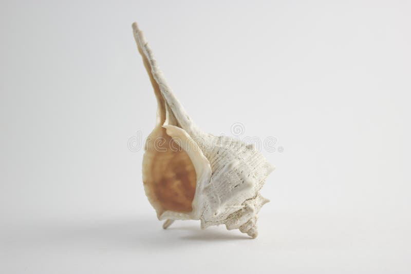 Shell Vertical Position Stock Photos - Free & Royalty-Free Stock Photos ...