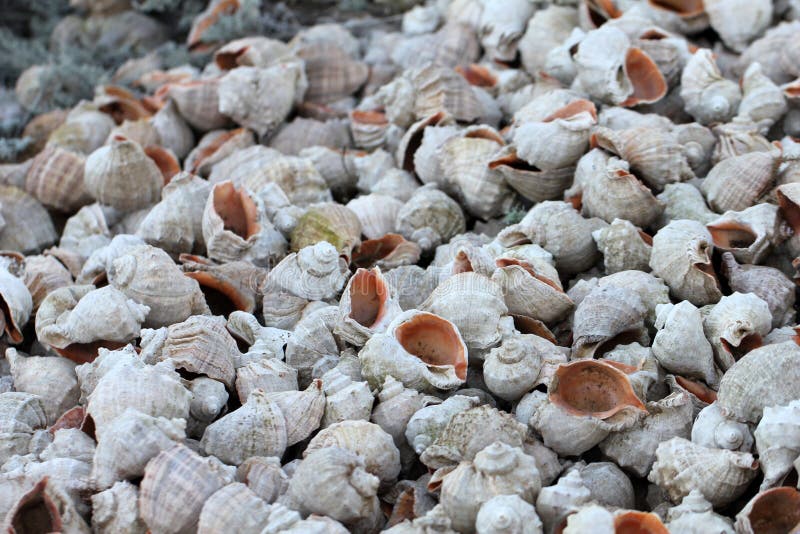 Sea shell stock image. Image of shell, colorful, ocean - 81528953