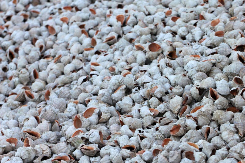 Sea shell stock photo. Image of shell, helix, seashell - 81544796