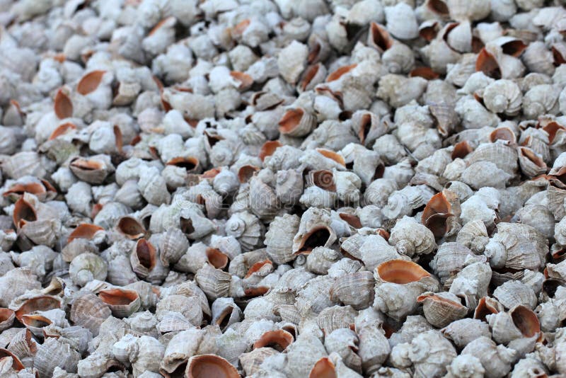 Sea shell stock photo. Image of seafood, sink, bright - 81545160