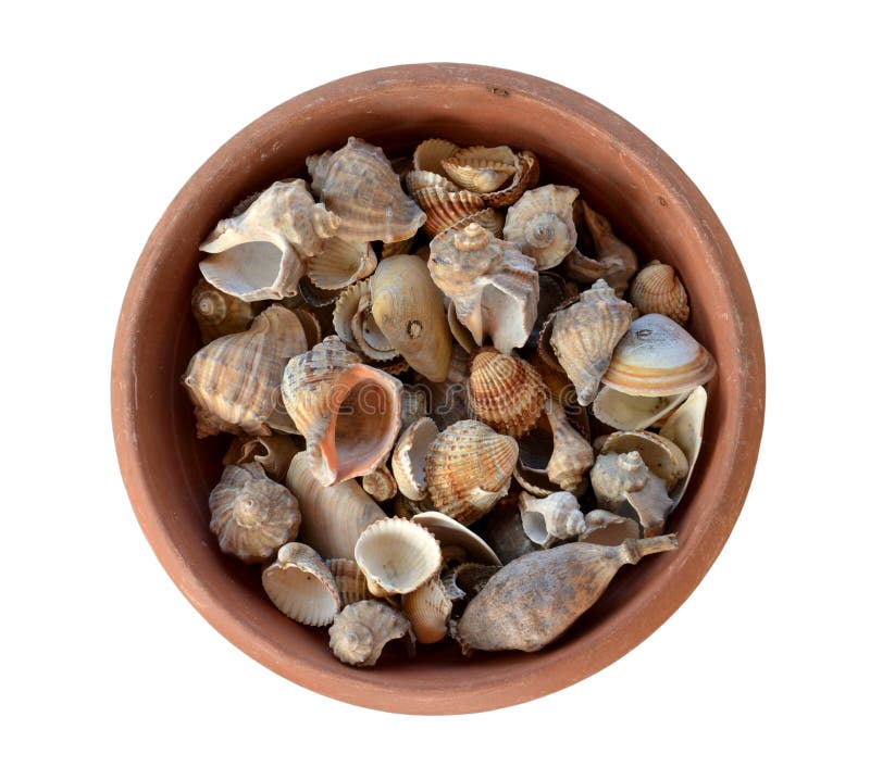 Sea Shell in Vessel Isolated in White Stock Image - Image of vessel ...