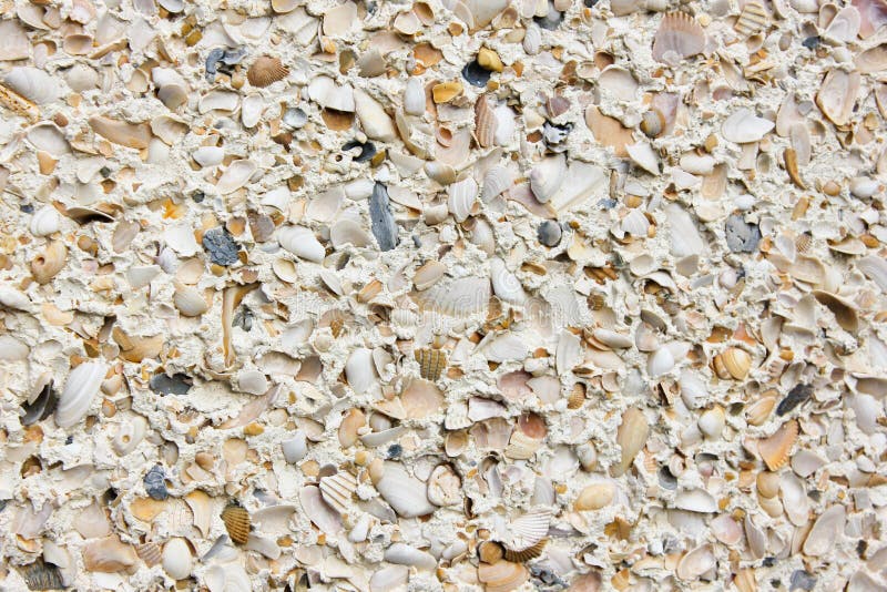 Sea Shell Wall Stock Photo - Image: 45623158