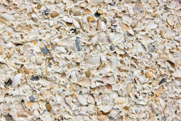 Sea Shell Wall stock photo. Image of plastered, cement - 45623158