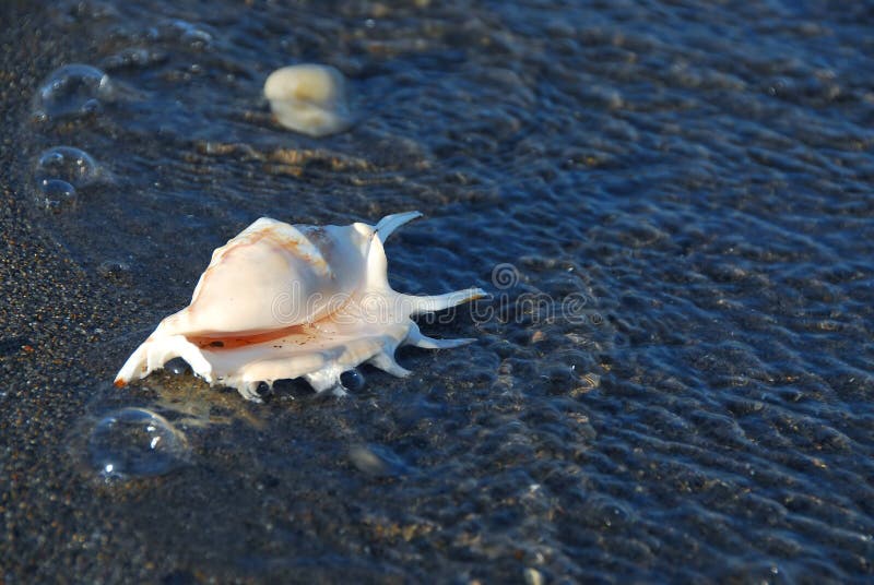 Sea shell in water stock photo. Image of seashell, seashore - 888622