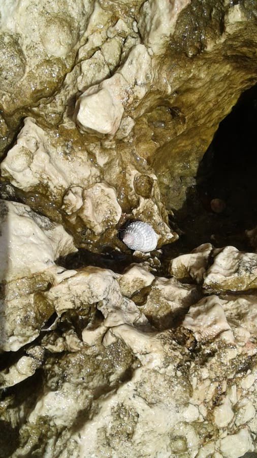 Sea shell stock photo. Image of shell, rock, water - 112309748