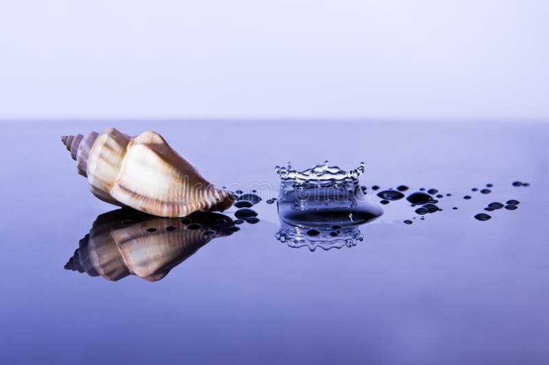 Sea Shell and Water Splash stock photo. Image of shell - 22800416