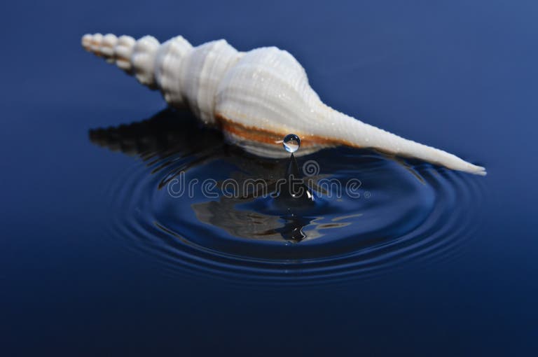 Sea Shell and Waterdrop stock image. Image of intimacy - 22818503