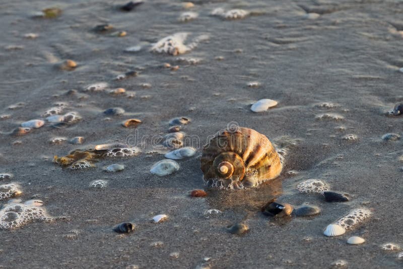 Sea shell in the waves. stock image. Image of nature - 96243687
