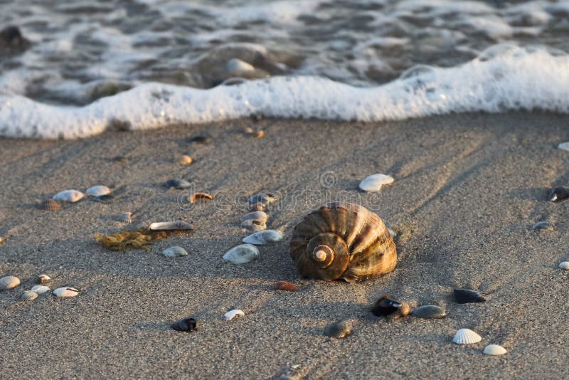 Sea shell in the waves. stock image. Image of sand, holiday - 96244601