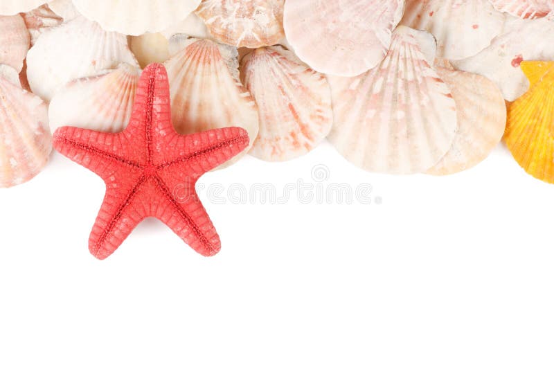 Starfish stock image. Image of shell, star, isolated, seashell - 3090335