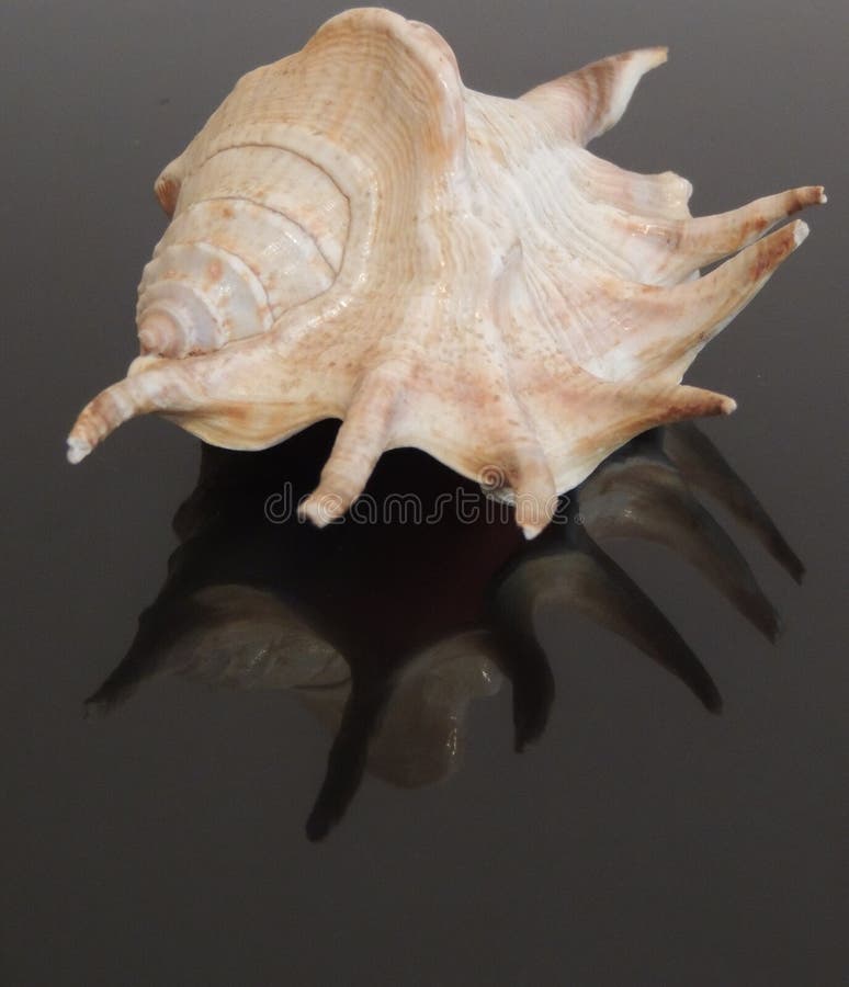 Sea shell stock image. Image of animal, shell, life, marine - 84472501