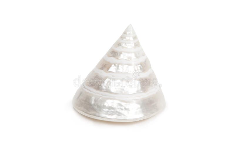 Image of Rochia Nilotica, Common Name the Commercial Top Shell, is a ...