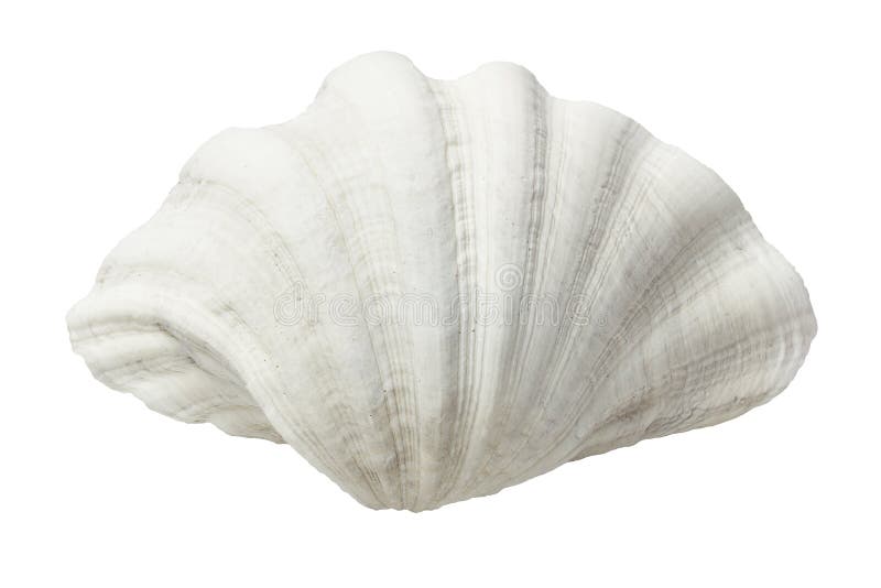 Background of Sea Shell Surface Texture Stock Image - Image of spiral ...